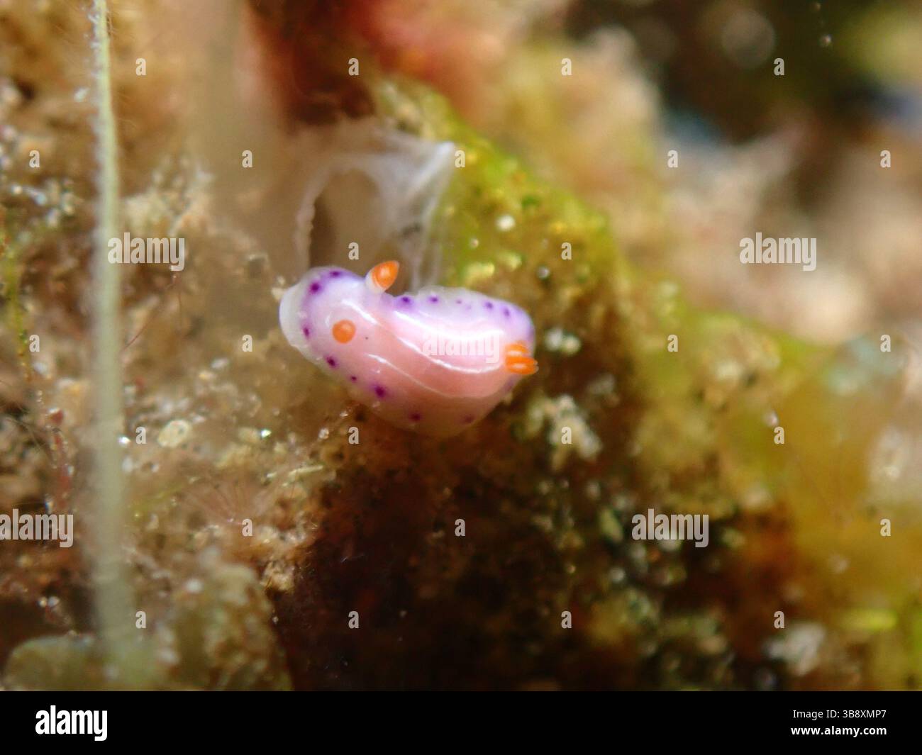 nudibranch hypselodoris sp, ambon, indonesia, macro, march 2025 Stock ...