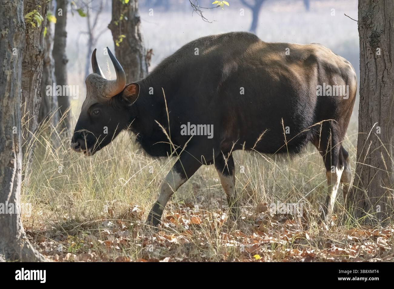 Gaur (Bos gaurus), cattle (Bovini), Indian bison, Bandhavgarh National ...