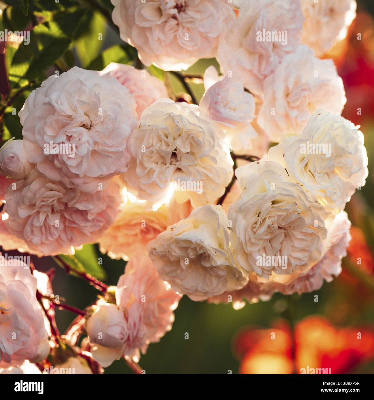 A bush of white roses in sunset backlight Stock Photo - Alamy
