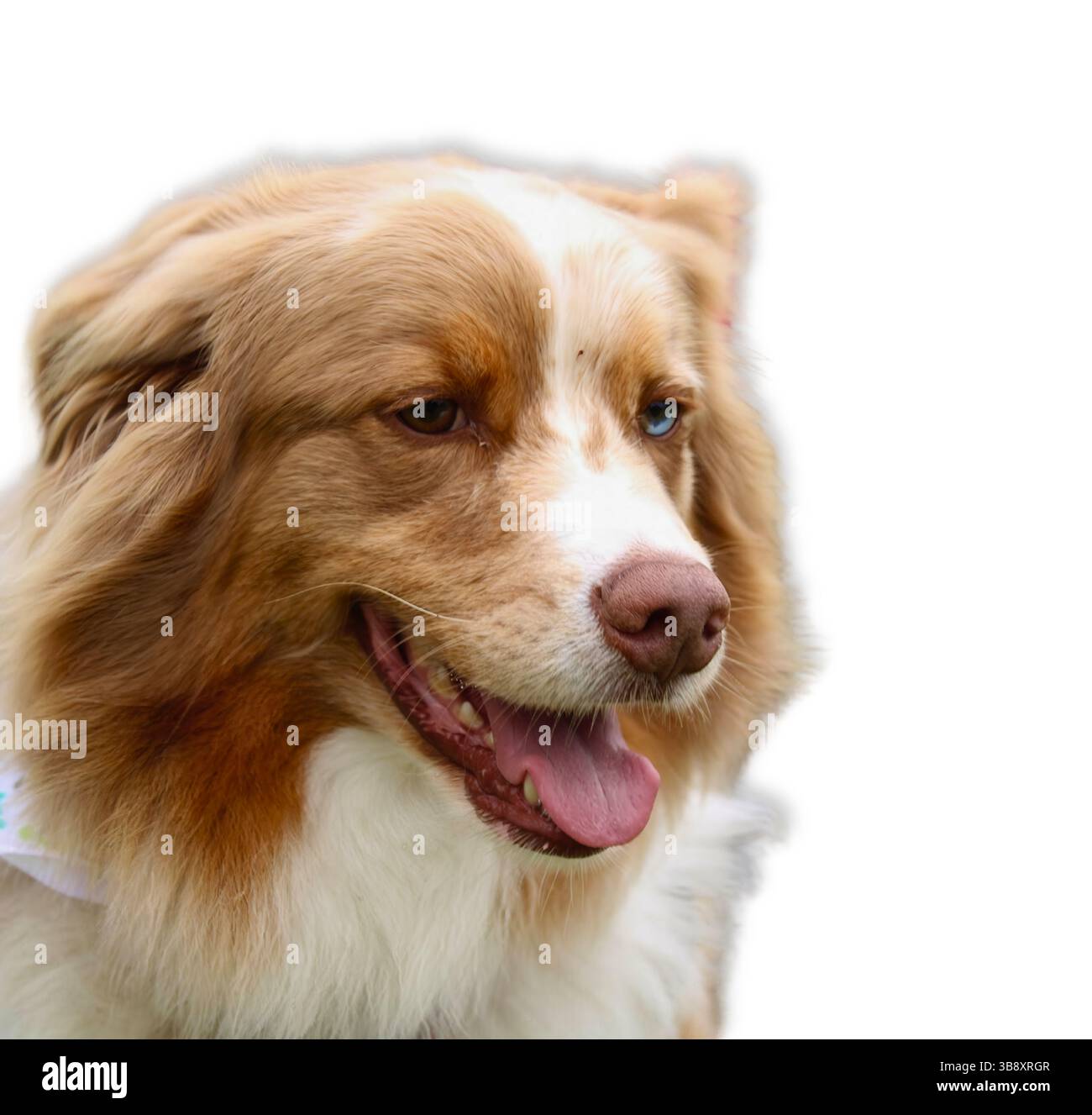 Aussie side pose hi-res stock photography and images - Alamy