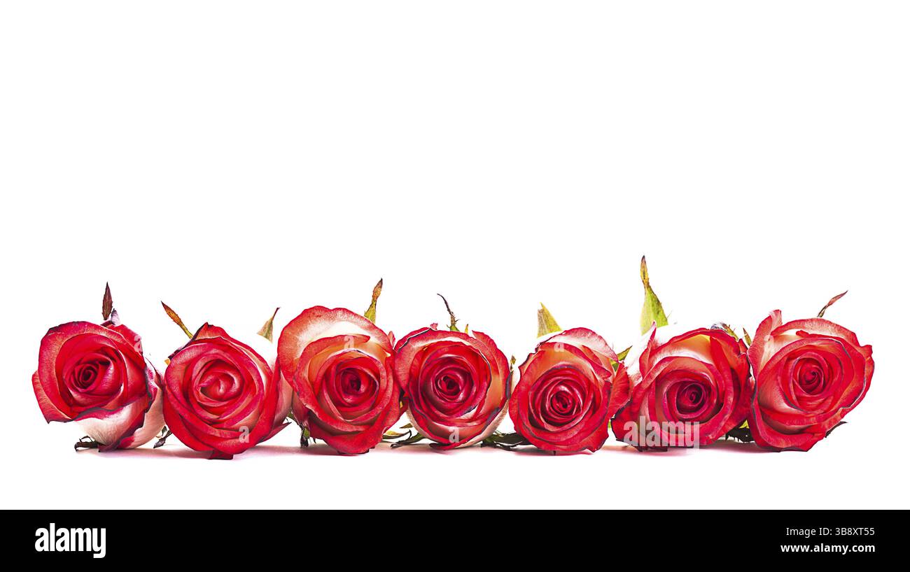 Roses isolated row hi-res stock photography and images - Alamy