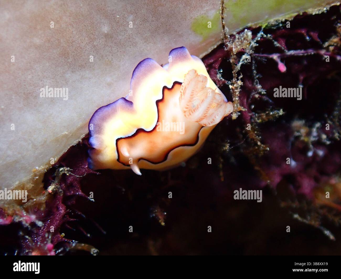 nudibranch goniobranchus coi, co's doris, ambon, indonesia, march 2025 ...