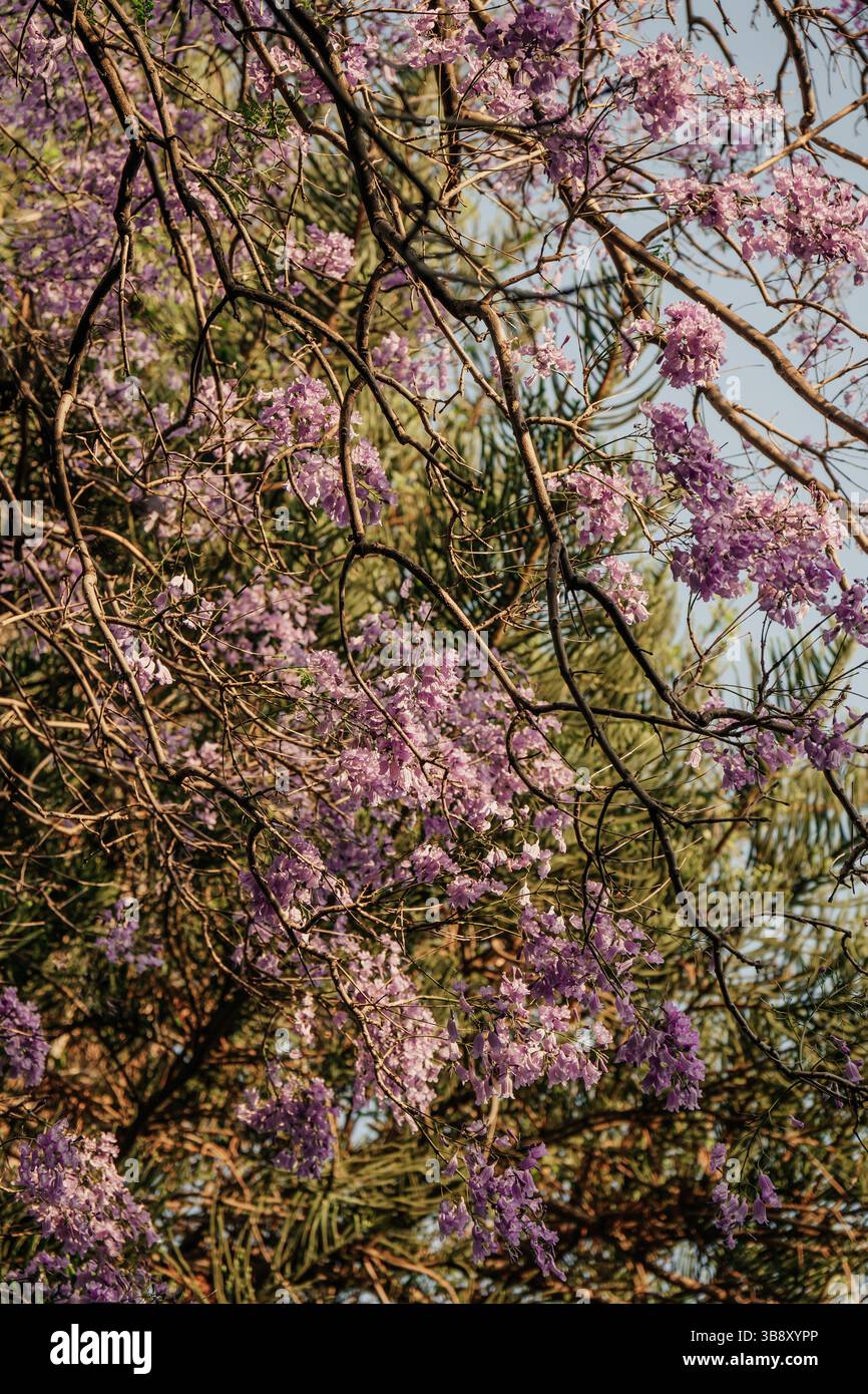 Jacaranda tree with purple blossoms and palm trees in Cyprus garden ...