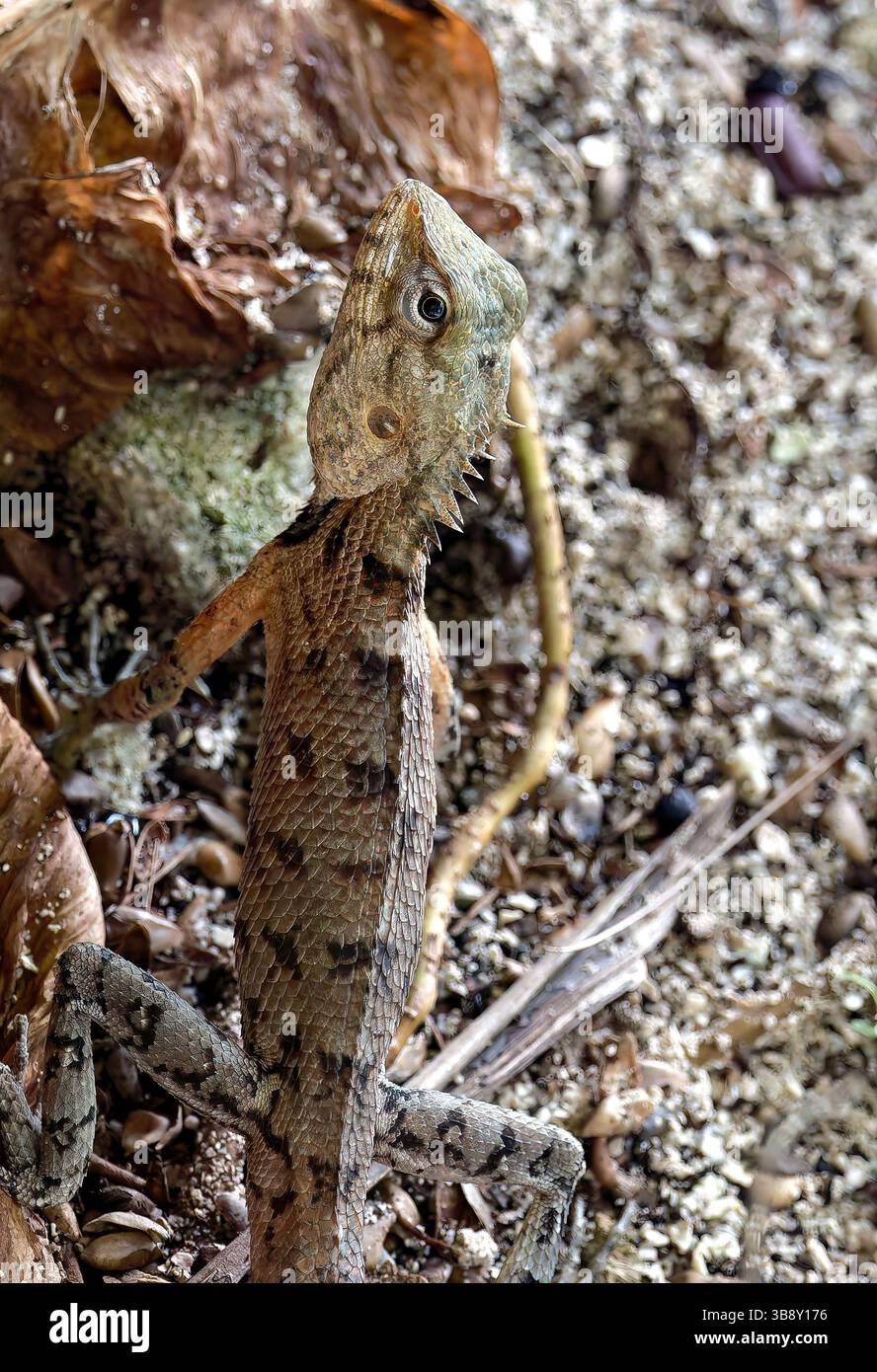 oriental garden lizard, Blutsaugeragame, agame versicolore, Calotes ...