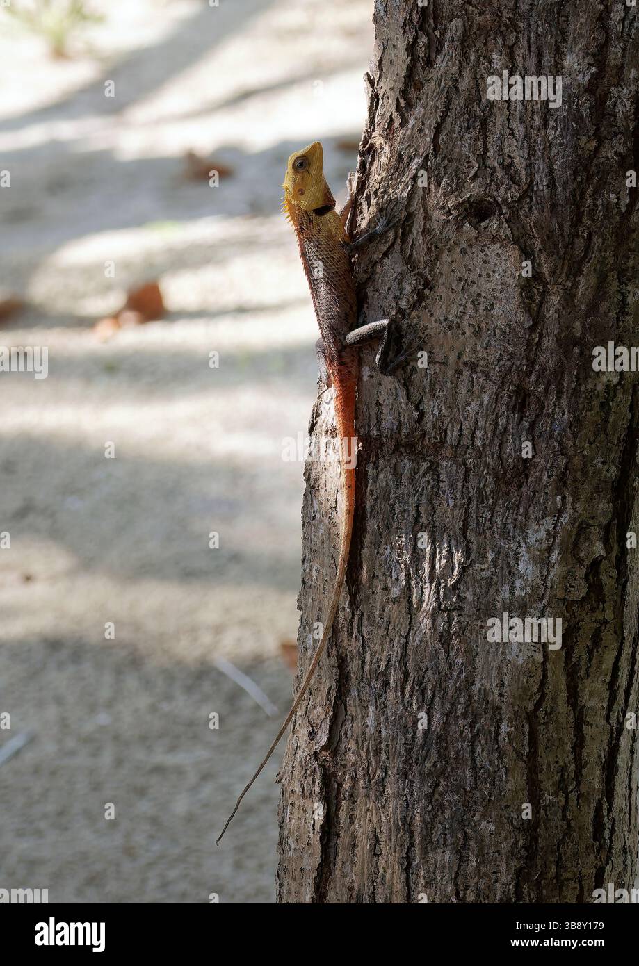 Agame versicolore hi-res stock photography and images - Alamy