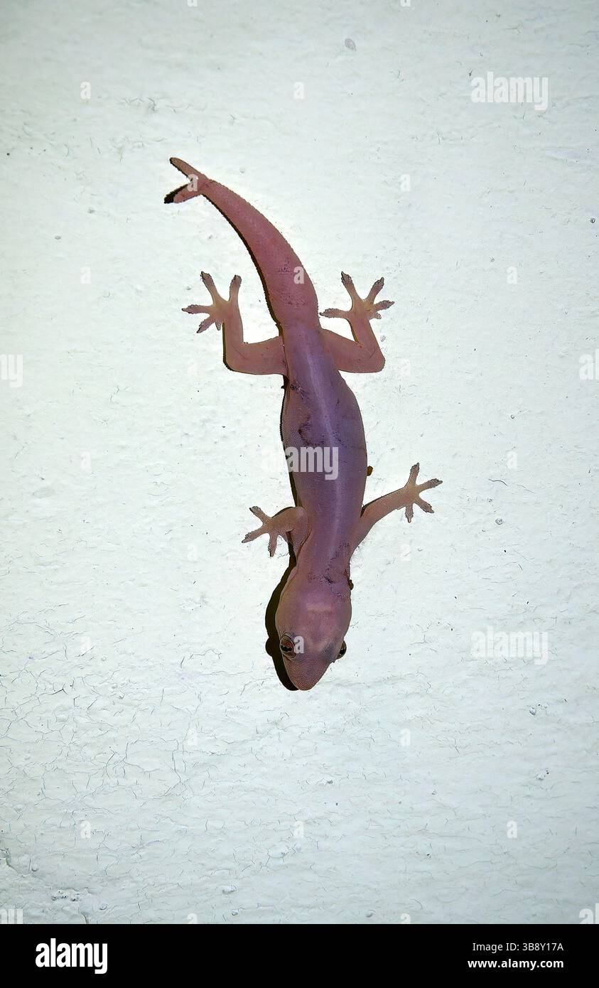 common house gecko, Asiatischer Hausgecko, gecko asiatique ...