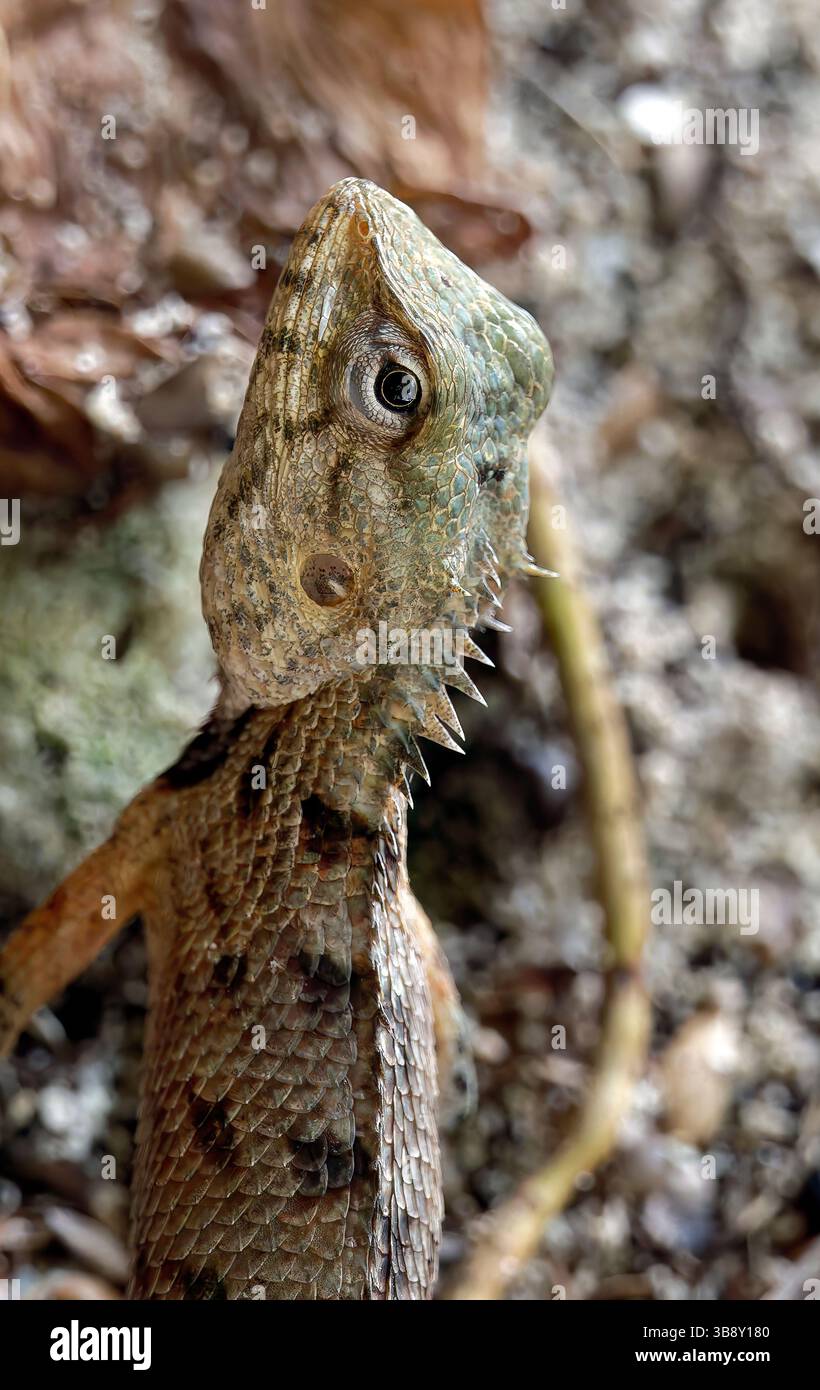 oriental garden lizard, Blutsaugeragame, agame versicolore, Calotes ...