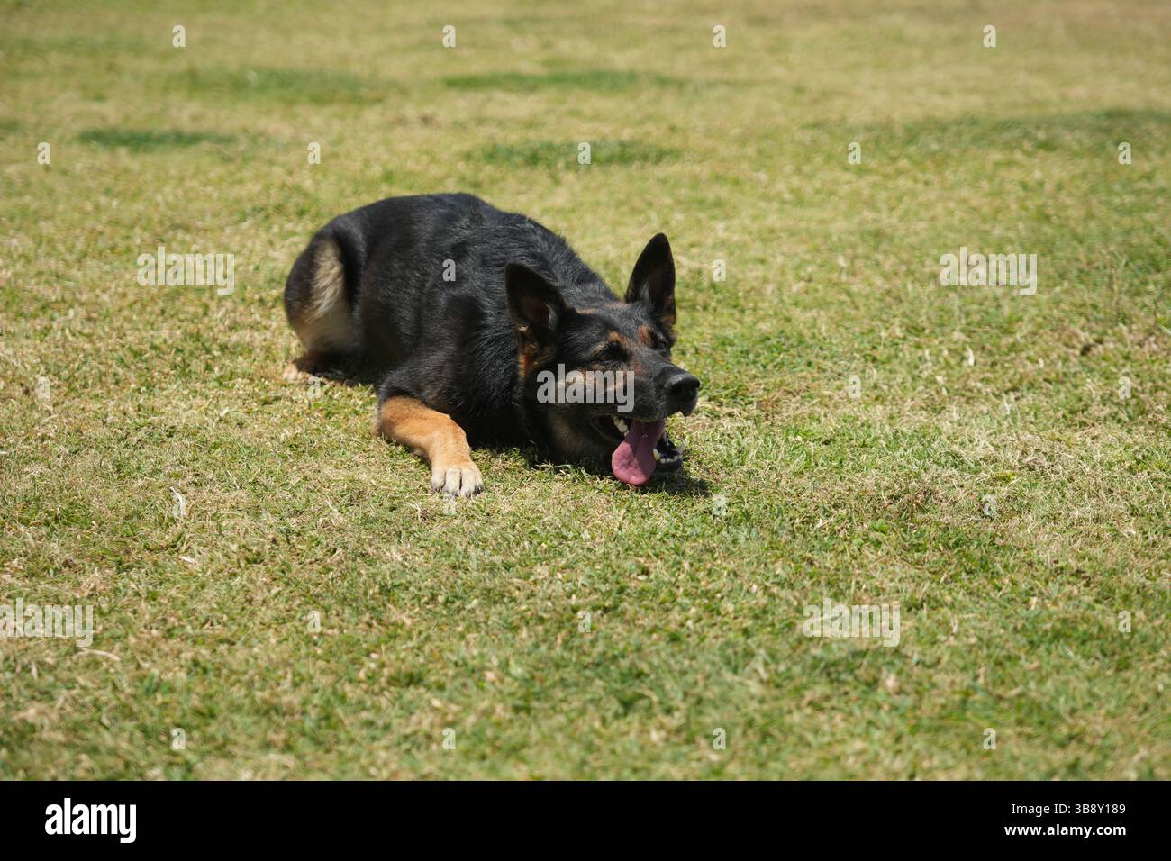 Alert German Shepherd lying on sunny grass field at park, enjoying ...