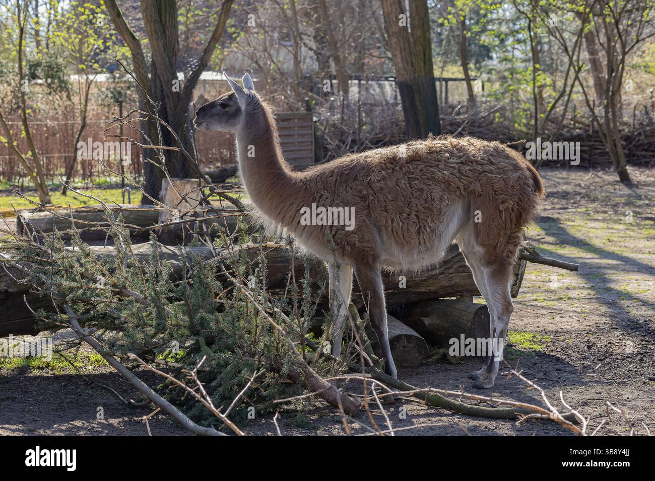 Curious guanaco standing in sunny zoo enclosure among tree branches and ...