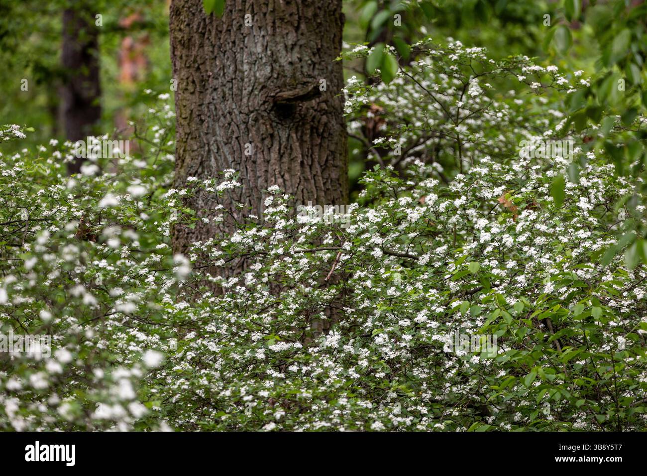 In the pine forest a Hawthorn tree in full bloom, covered in clusters ...