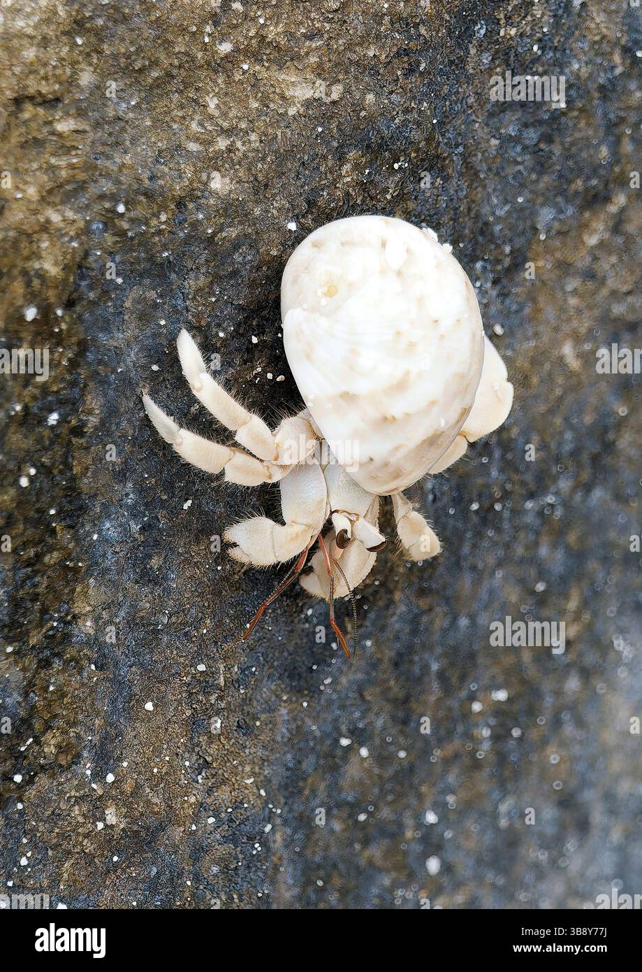 hermit crab, Coenobita rugosus, remeterák, Fulidhoo Island, Maldive ...