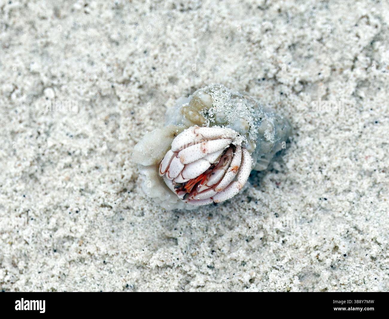 hermit crab, Coenobita rugosus, remeterák, Fulidhoo Island, Maldive ...