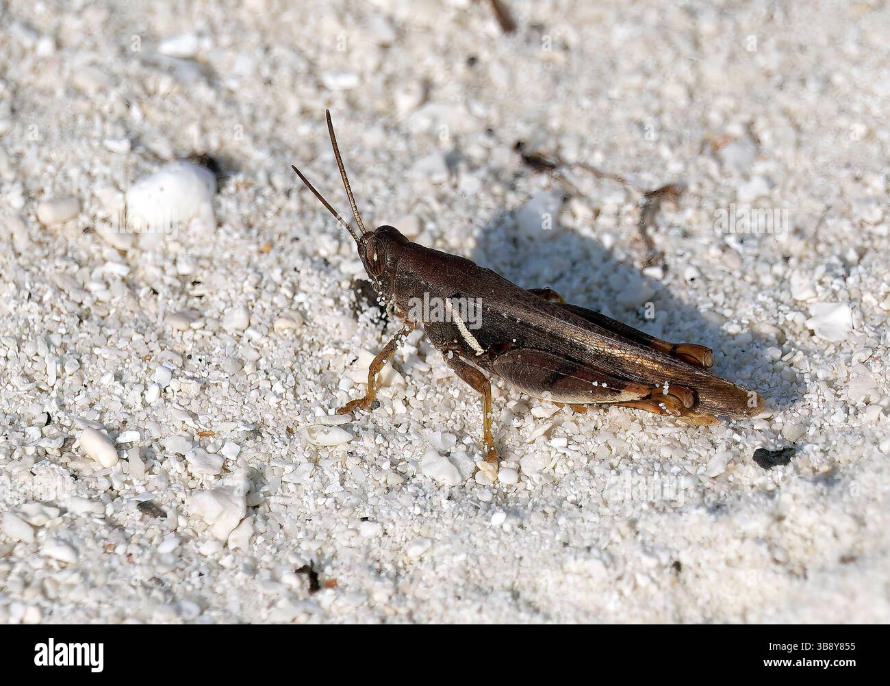 grasshopper, Diabolocatantops pinguis, sáska, Fulidhoo Island, Maldive ...