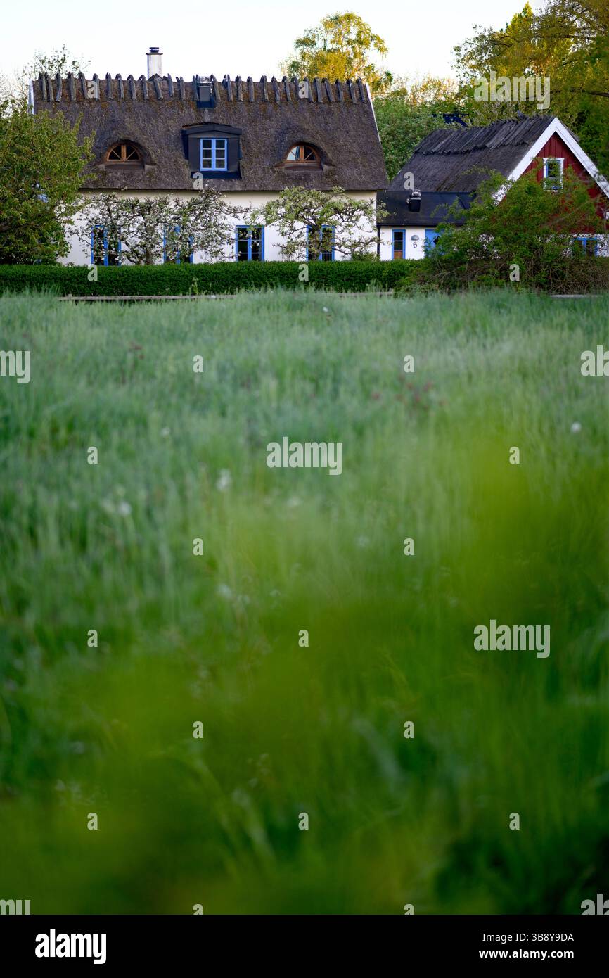 A cozy traditional village house with thatched roof on farm. Lund Skane ...