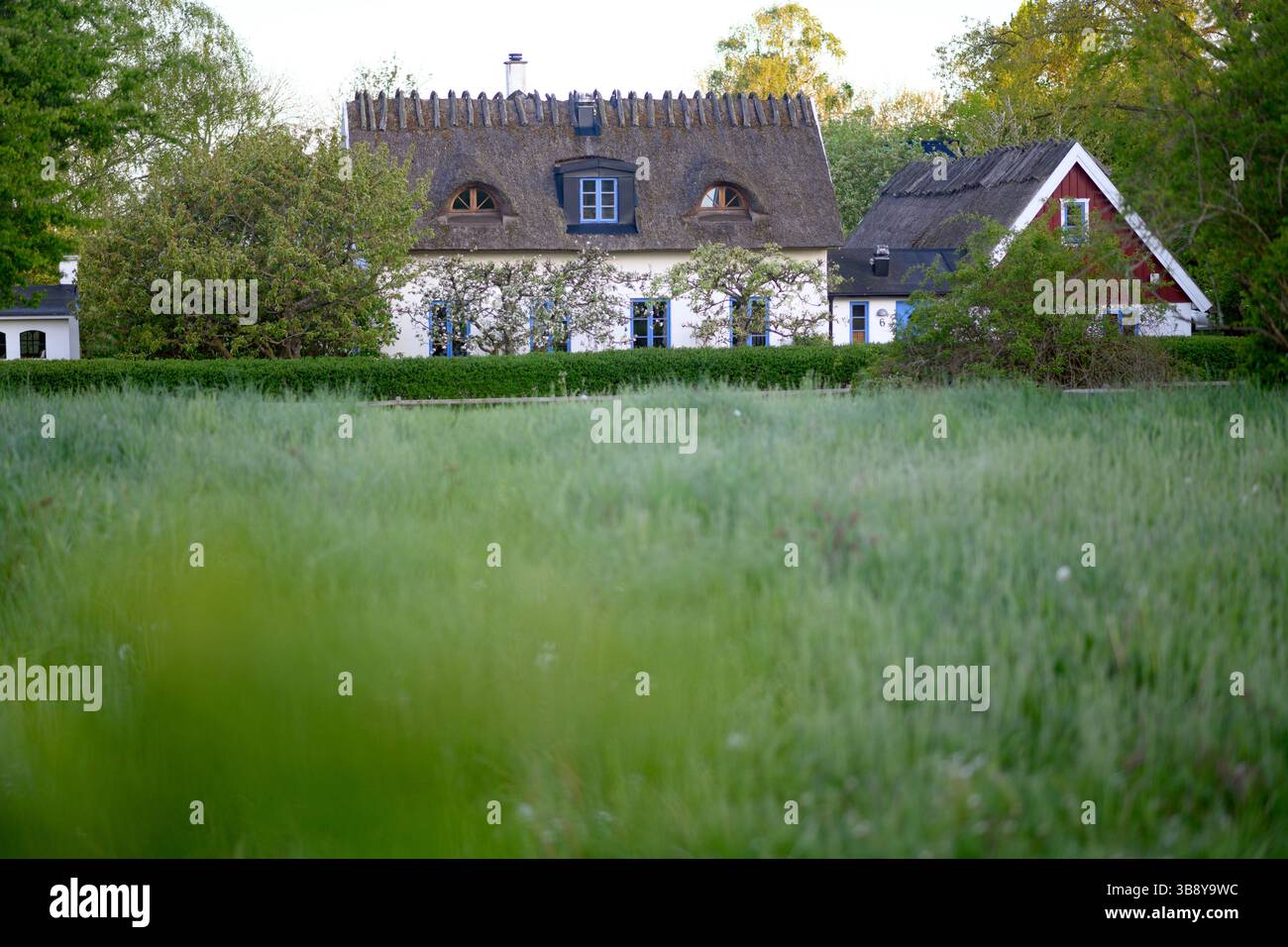 A cozy traditional village house with thatched roof on farm. Lund Skane ...