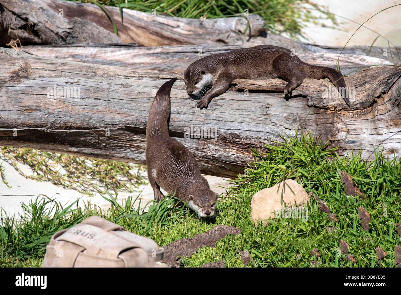 Lighter fur below hi-res stock photography and images - Alamy