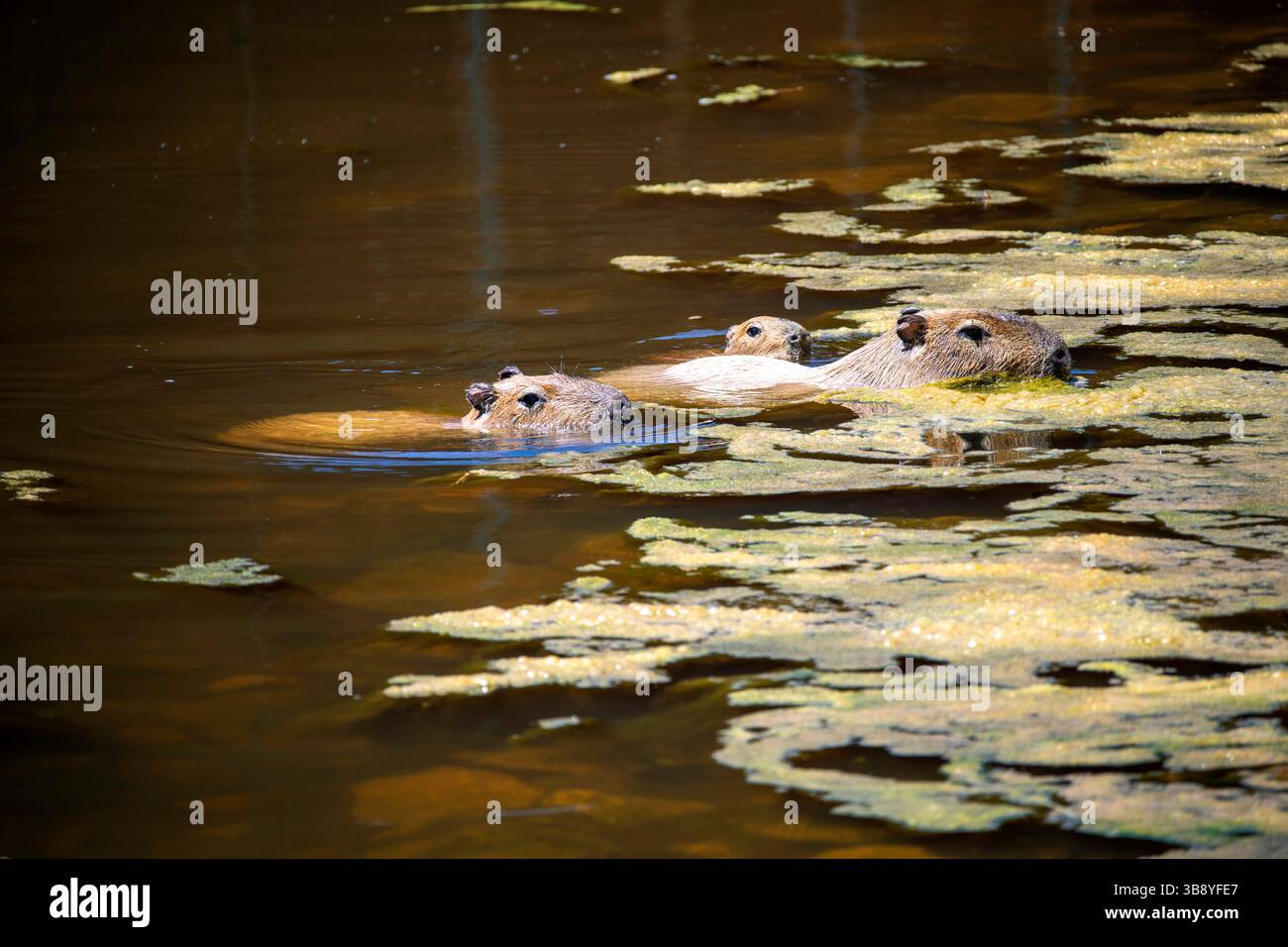 Giant cavy rodent native hi-res stock photography and images - Alamy