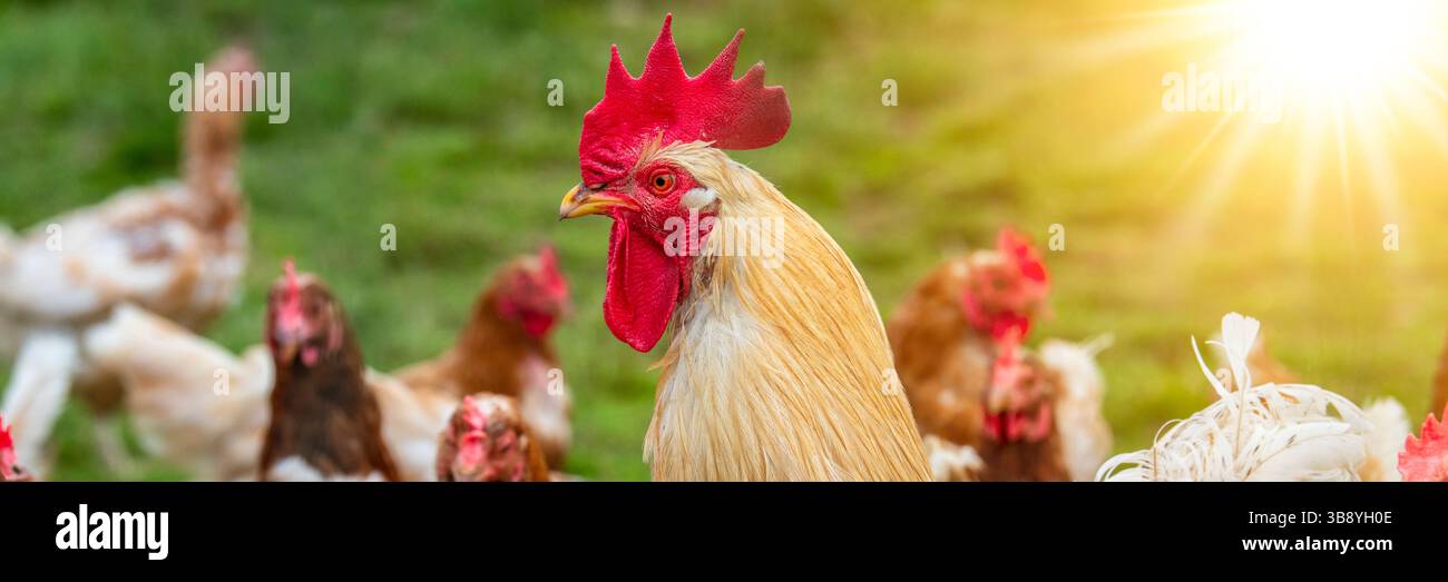 Hahn auf einer wiese hi-res stock photography and images - Alamy