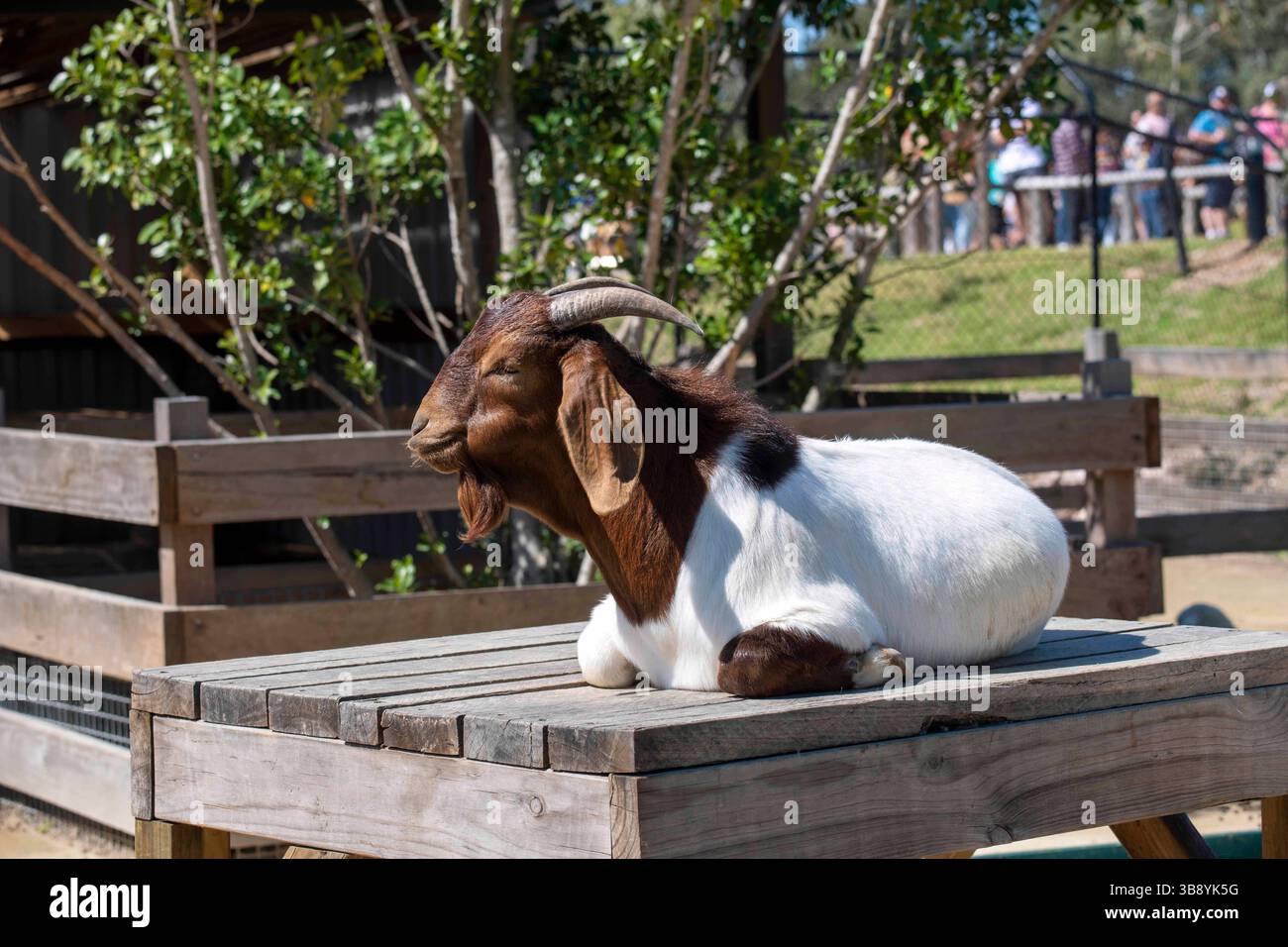 September 12, 2020, Sydney, New South Wales, Australia: Domestic Goat (Capra hircus) at Sydney ...