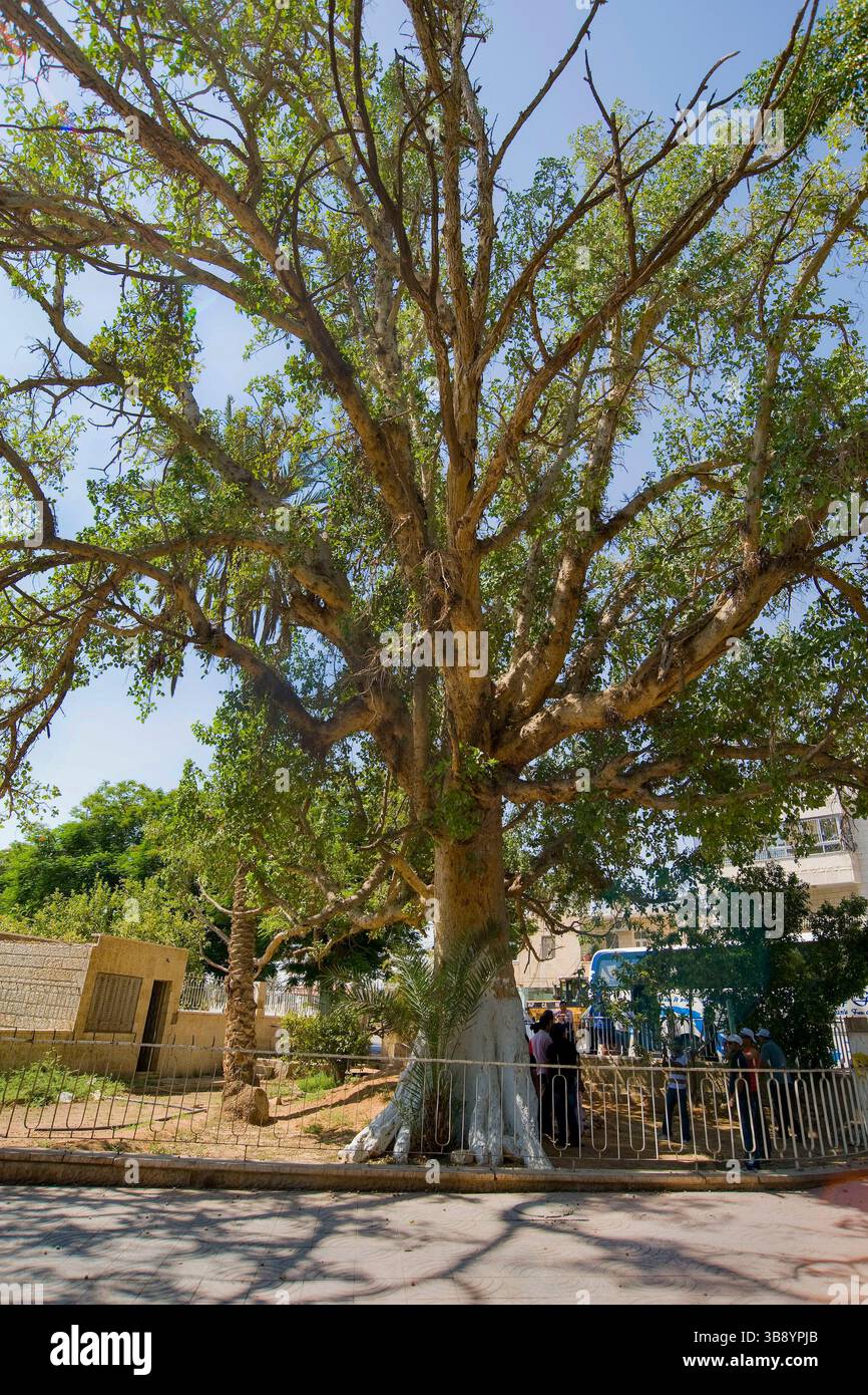 The Sycamore. Called The Tree of Zacchaeus. Jericho. Palestinian ...