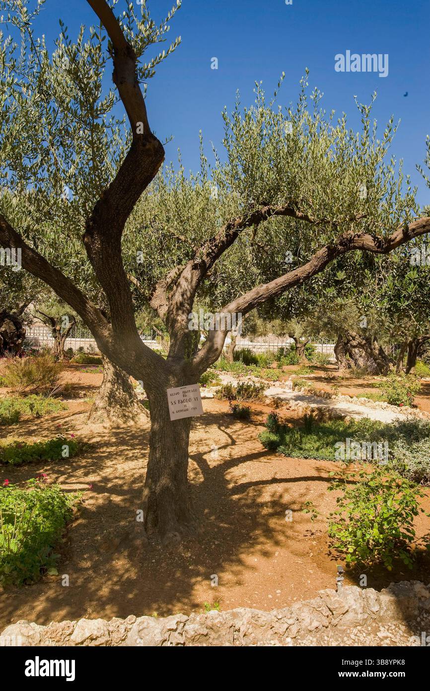 Olive Tree of Pope Pius Vi. Garden of Gethsemane. Mount of Olives ...