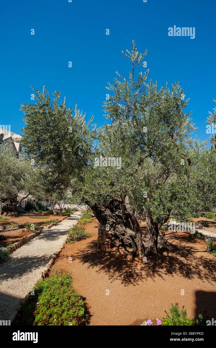 Garden of Gethsemane. Mount of Olives. Jerusalem. Israel Stock Photo ...