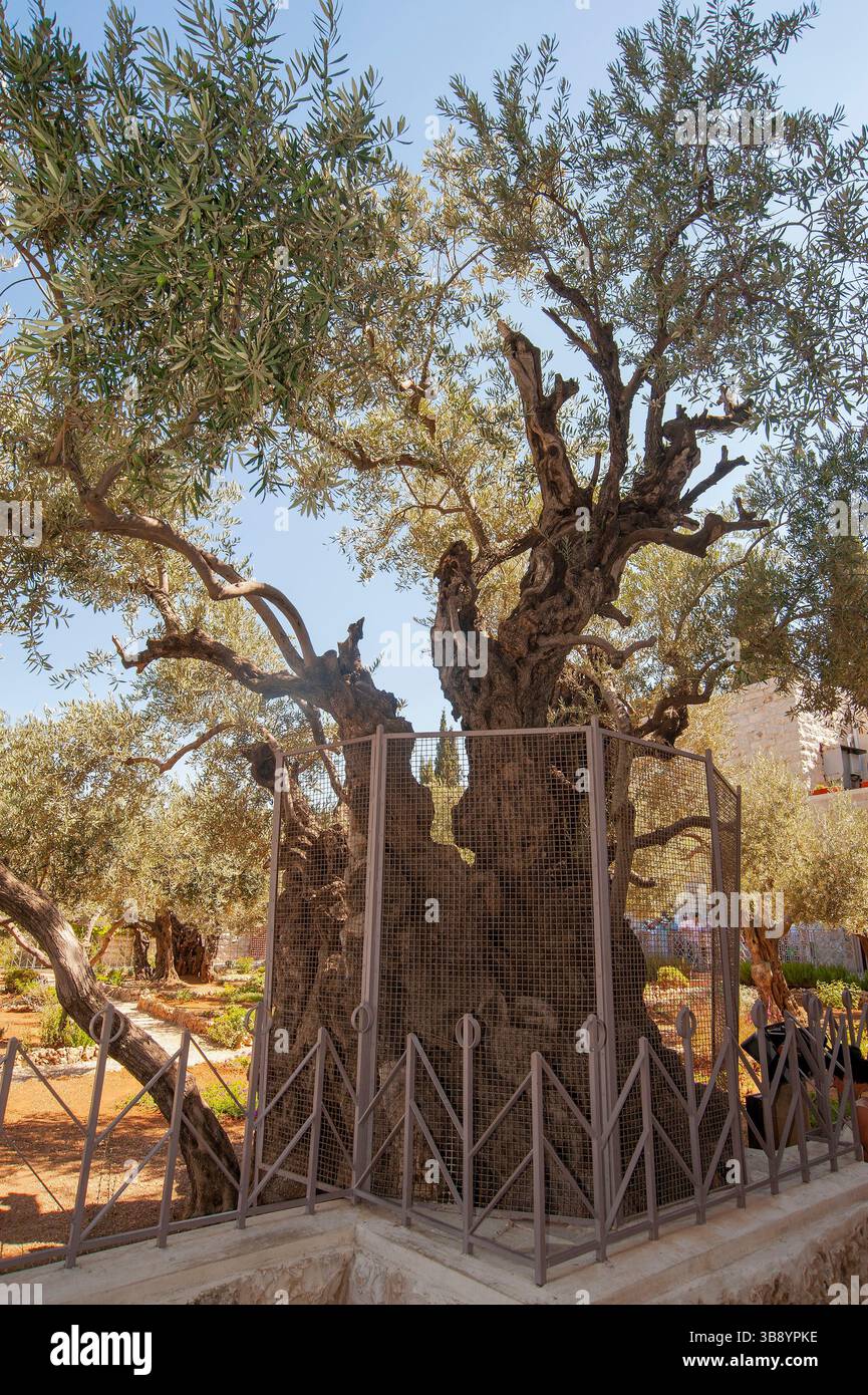Garden of Gethsemane. Mount of Olives. Jerusalem. Israel Stock Photo ...