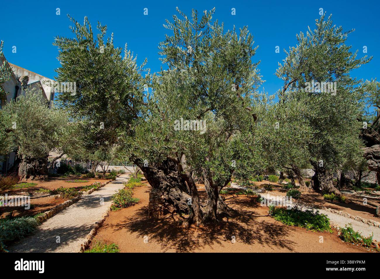 Garden of Gethsemane. Mount of Olives. Jerusalem. Israel Stock Photo ...