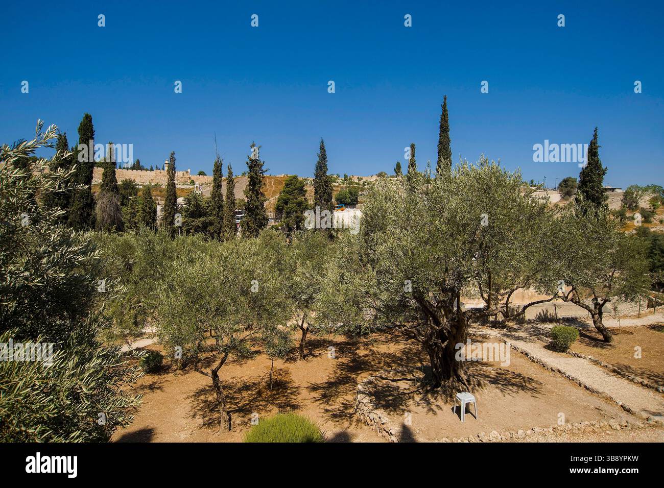 Garden of Gethsemane. Mount of Olives. Jerusalem. Israel Stock Photo ...