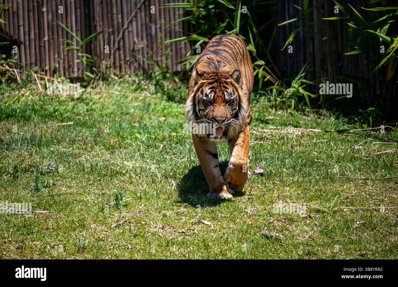 Sunda tiger hi-res stock photography and images - Alamy