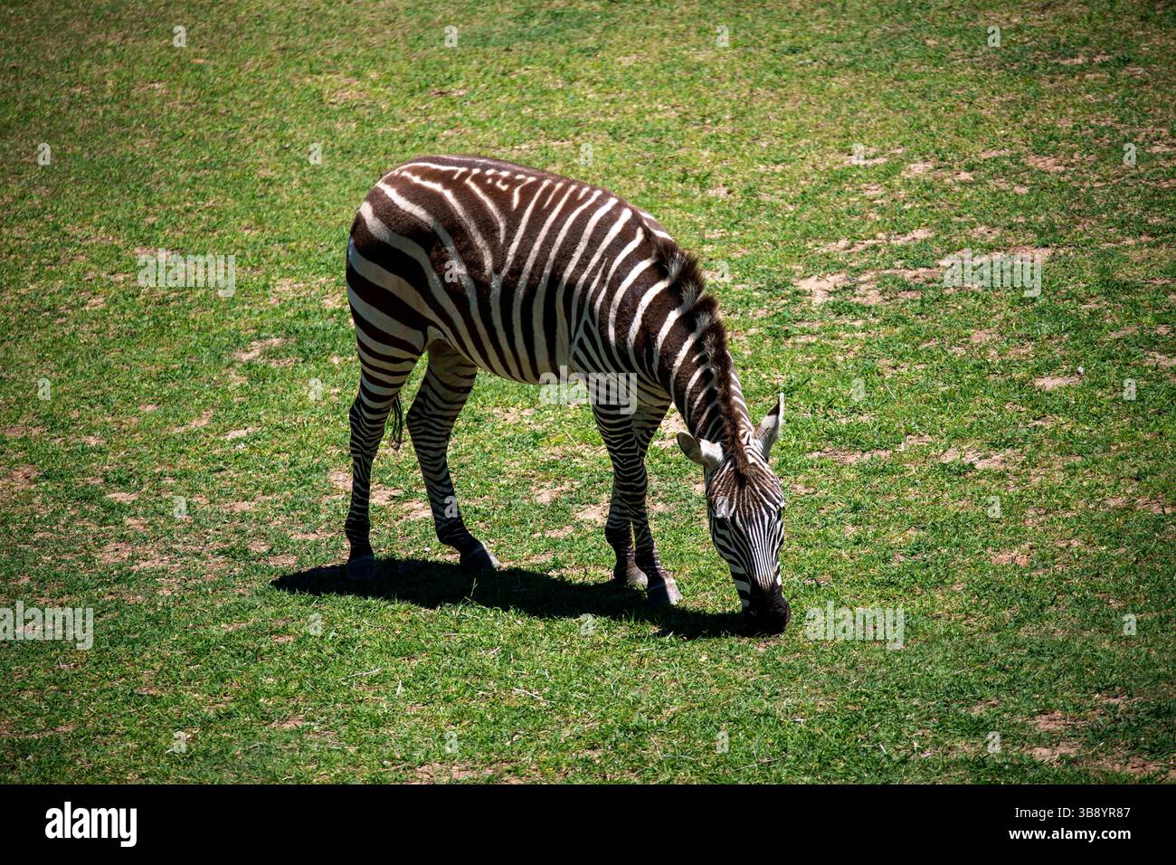 Most common and geographically widespread species hi-res stock ...