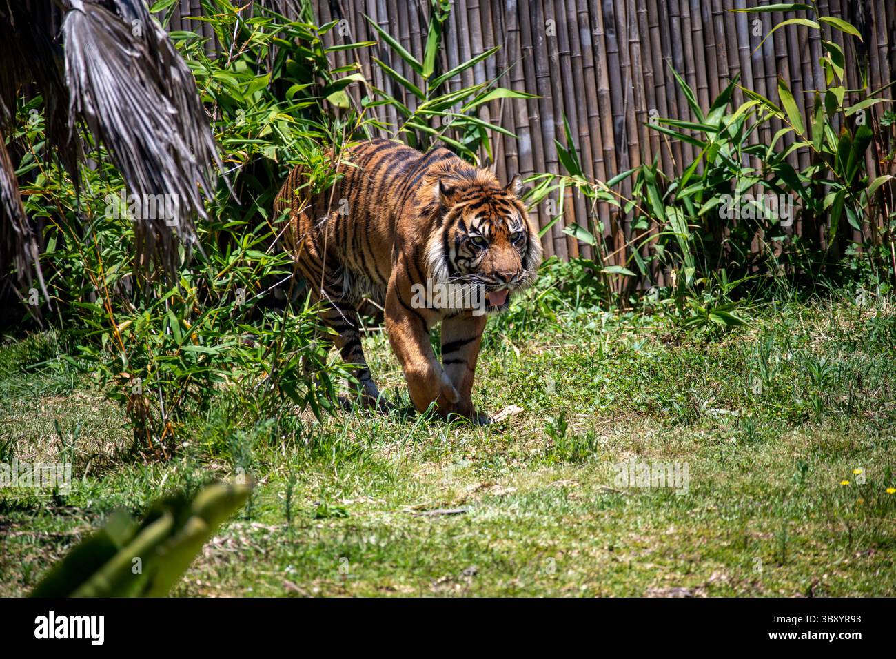 Sunda tiger hi-res stock photography and images - Alamy