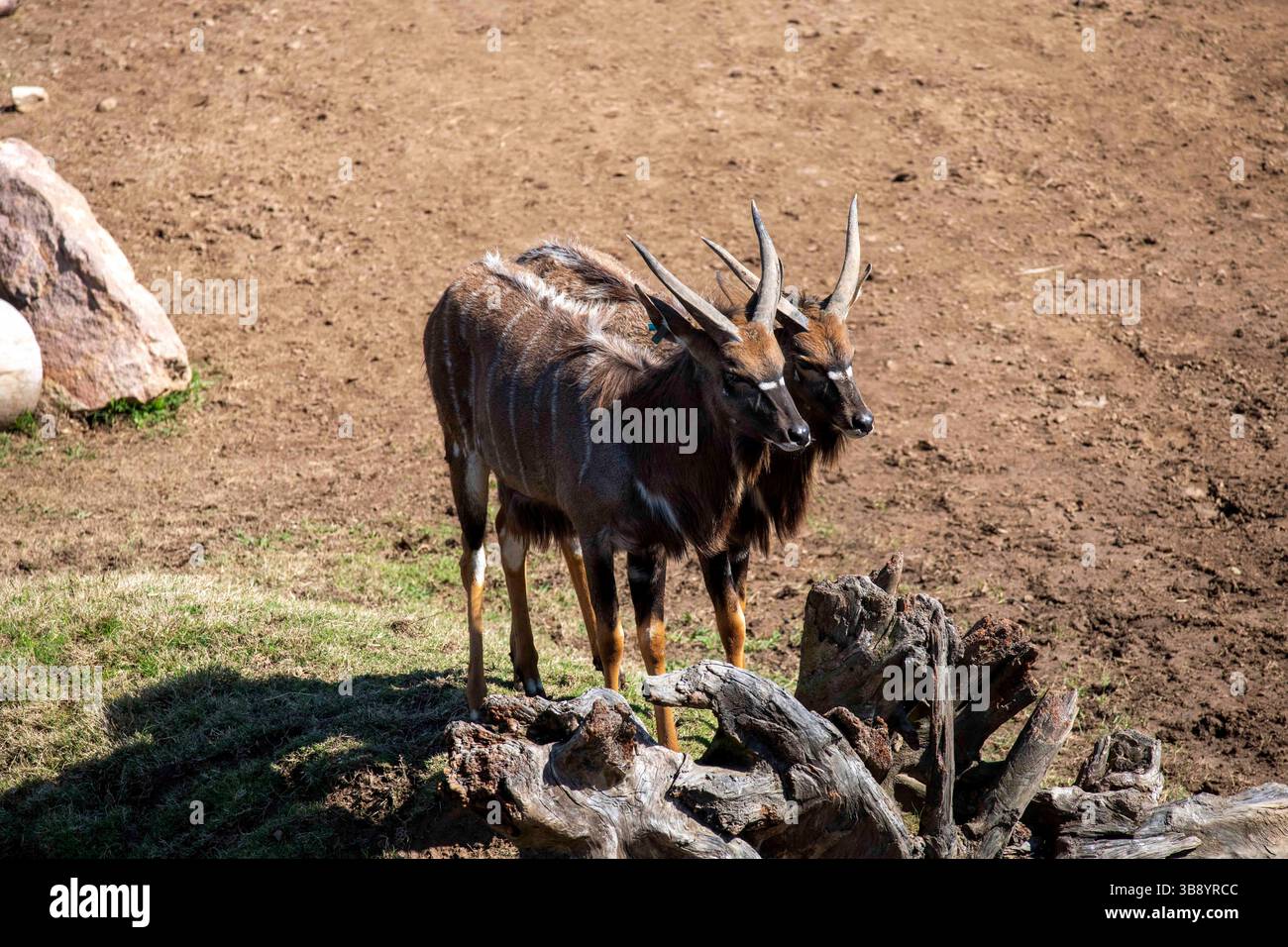 August 28, 2022, Sydney, New South Wales, Australia: Two Nyalas ...