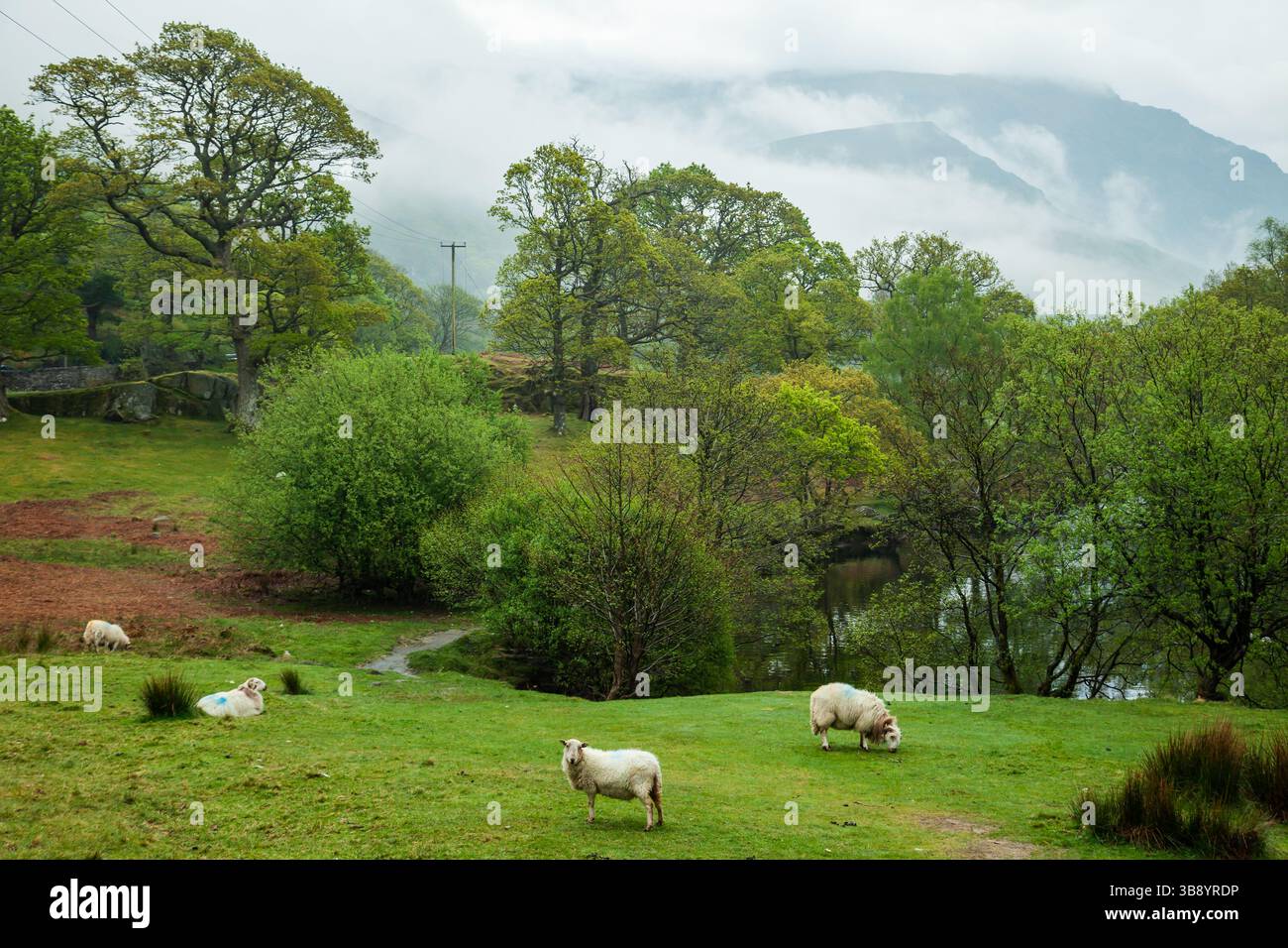 Sheep grazing at Ogwen Valley in Snowdonia National Park, Wales Stock ...