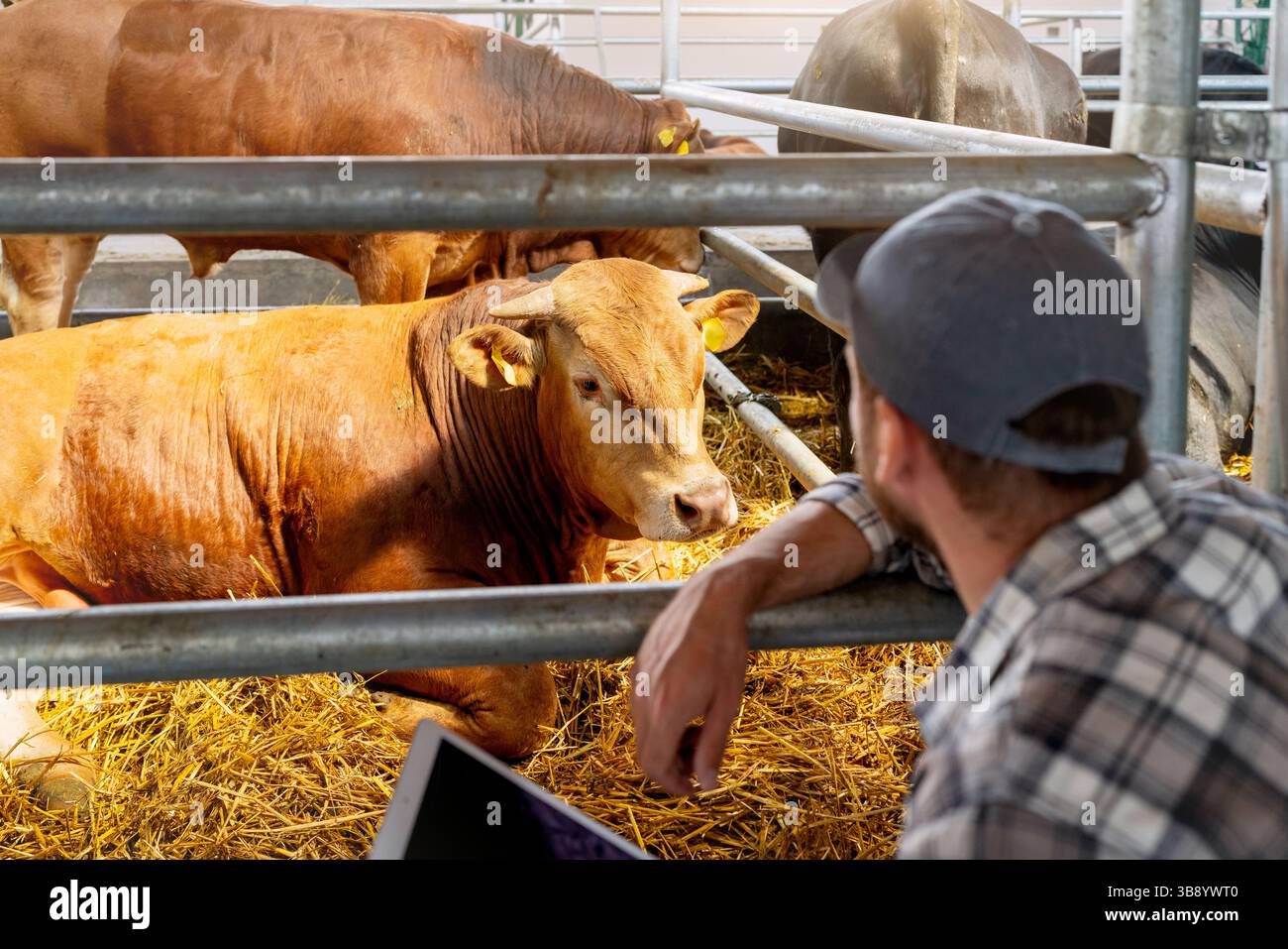 Livestock monitoring hi-res stock photography and images - Alamy