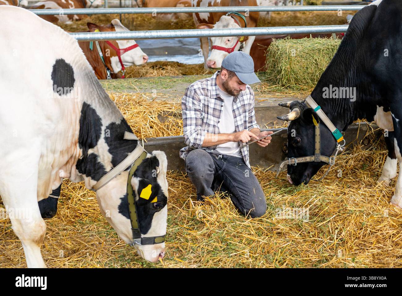 Man farmer checking cattle indoors using digital technology Stock Photo ...