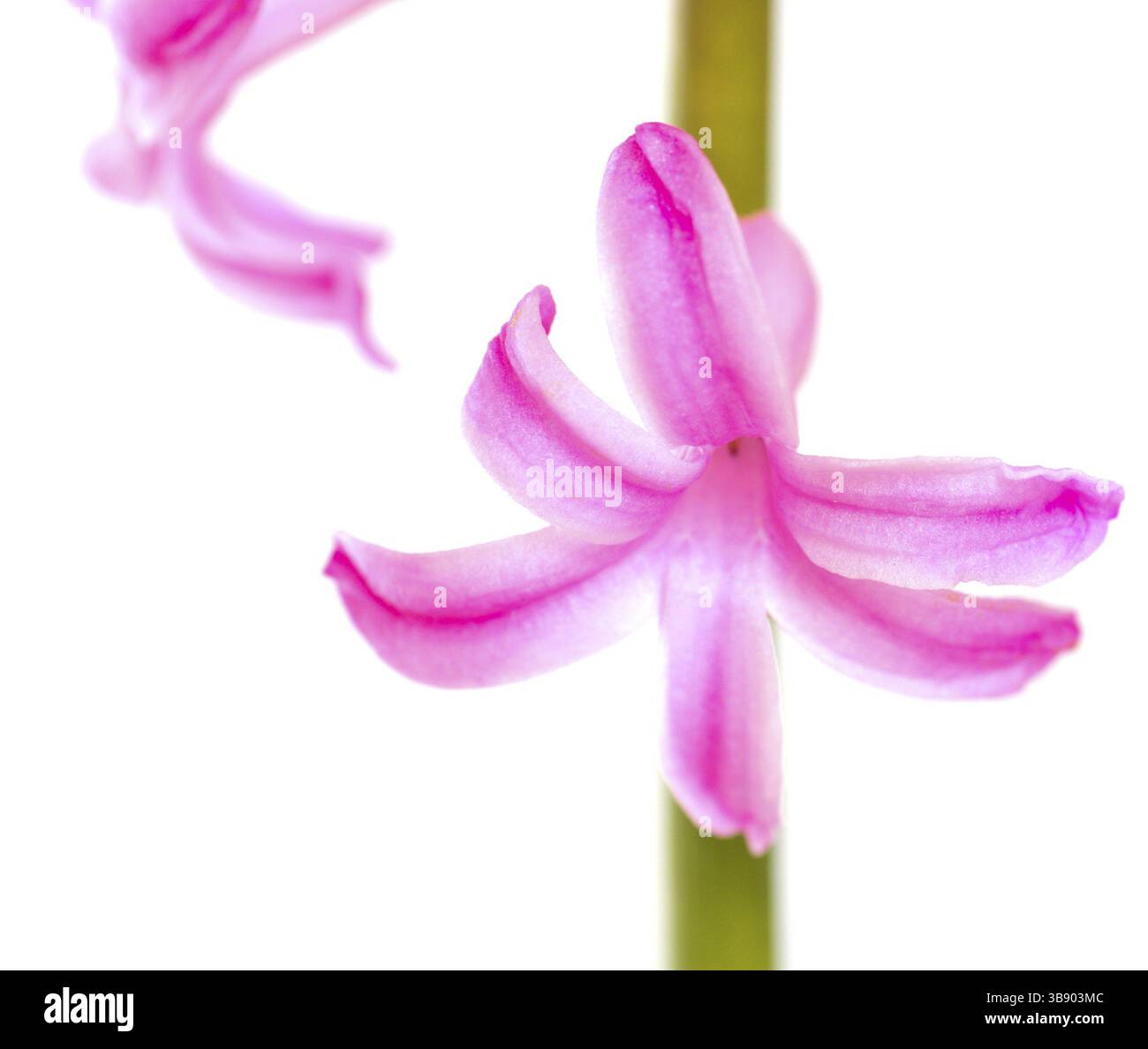 Hyacinth flowers one white Cut Out Stock Images & Pictures - Alamy