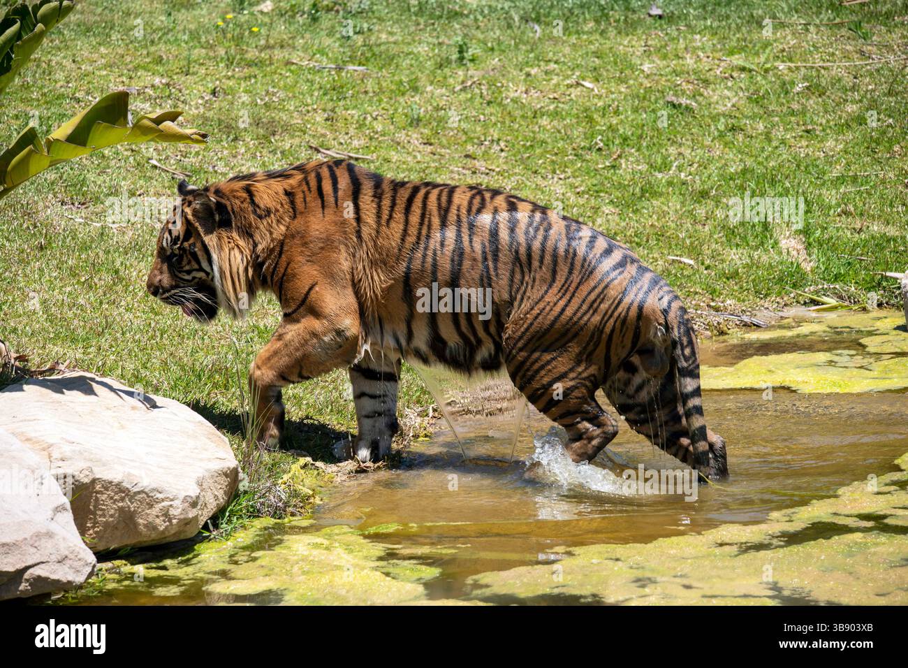 Sunda tiger hi-res stock photography and images - Alamy