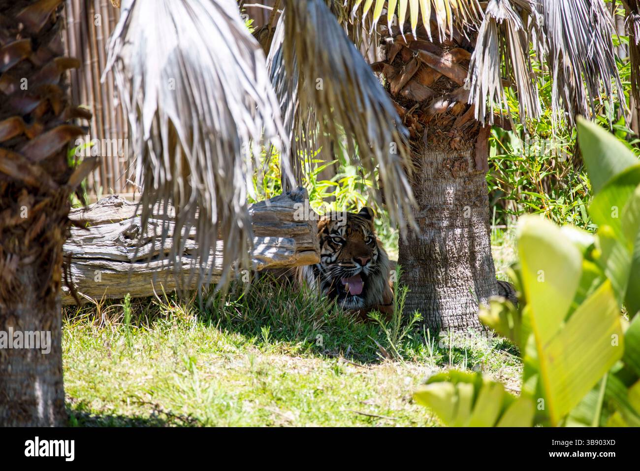 November 15, 2020, Sydney, New South Wales, Australia: Sumatran Tiger ...