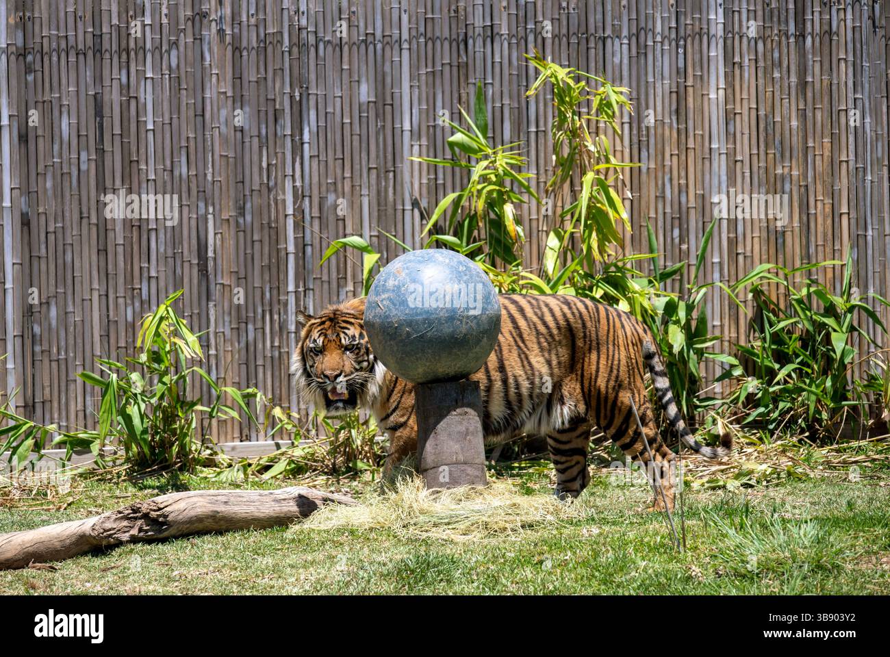 Sunda tiger hi-res stock photography and images - Alamy