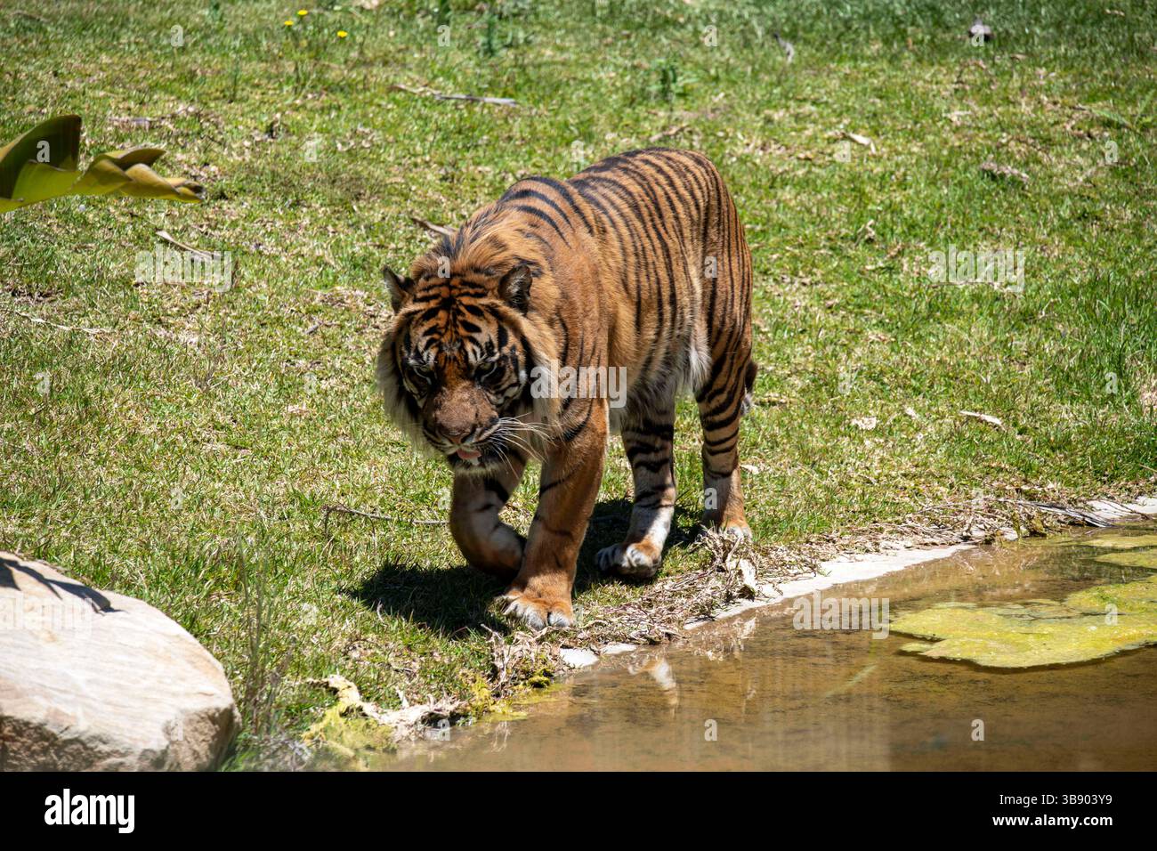 November 15, 2020, Sydney, New South Wales, Australia: Sumatran Tiger ...
