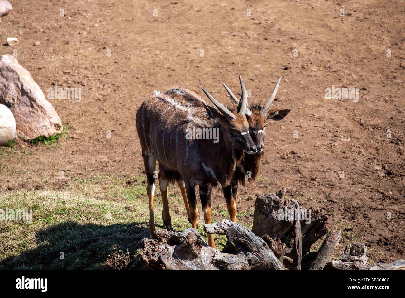 August 28, 2022, Sydney, New South Wales, Australia: Two Nyalas ...