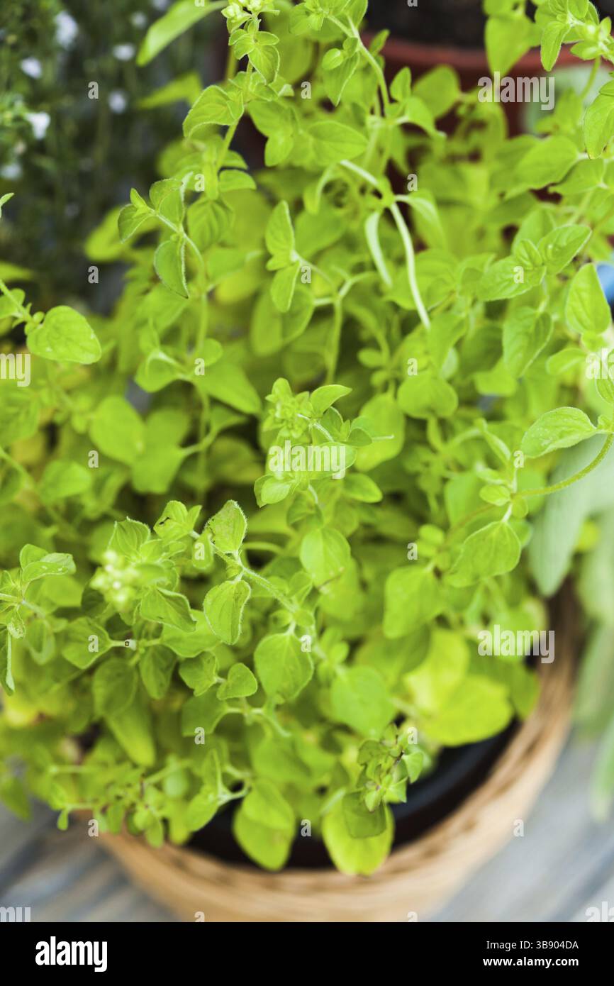 Oregano bush close up the green leaves Stock Photo - Alamy
