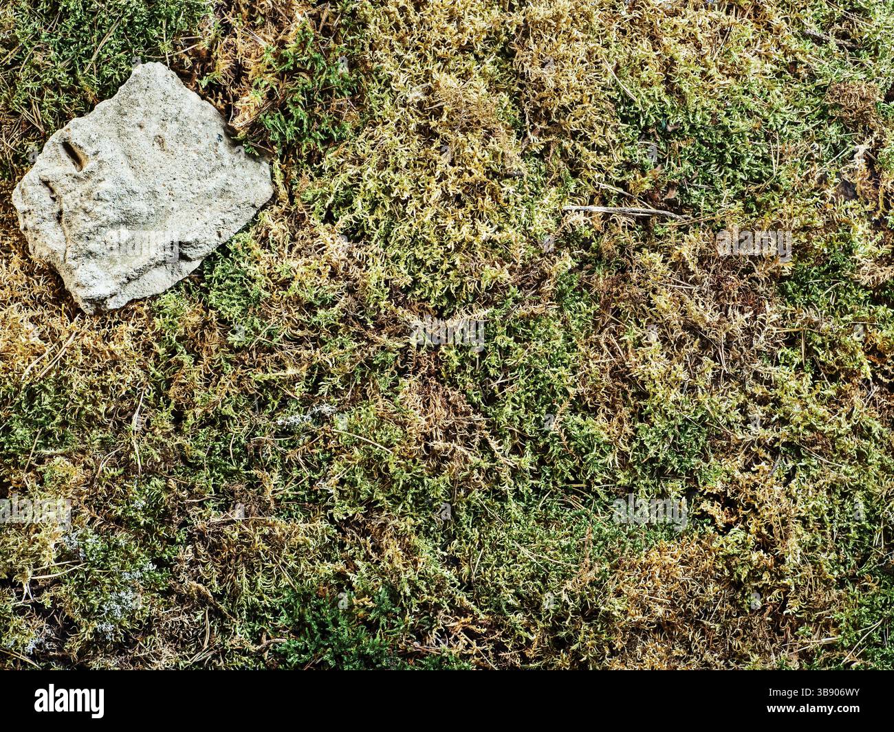 Moss texture background. Top view of natural green and brown moss with ...