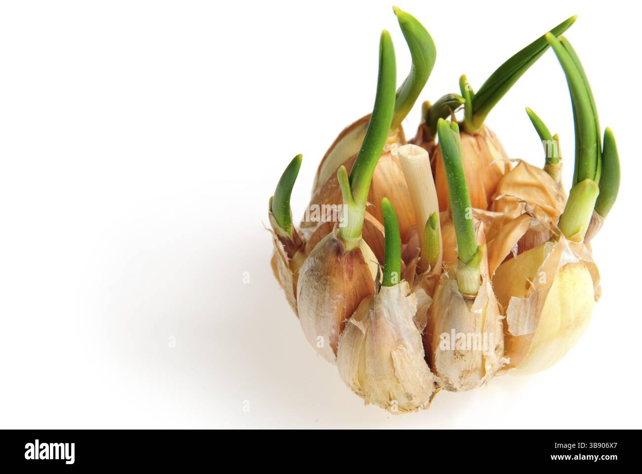 Germinate garlic with peel isolated on white background Stock Photo - Alamy