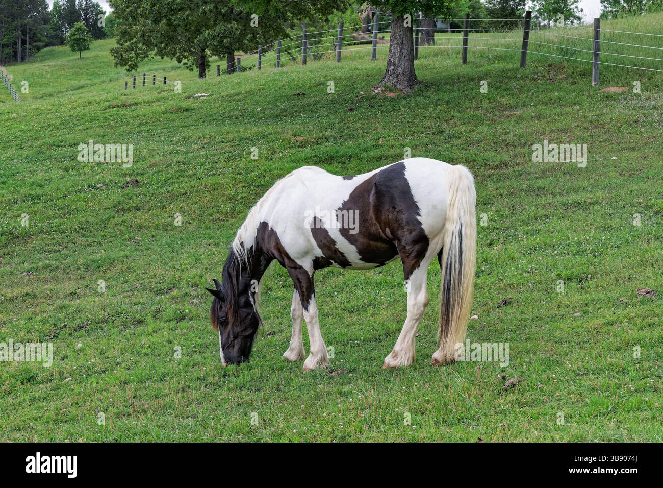 Two color horse, white and chestnut, possibly a Gypsy Vanner breed ...