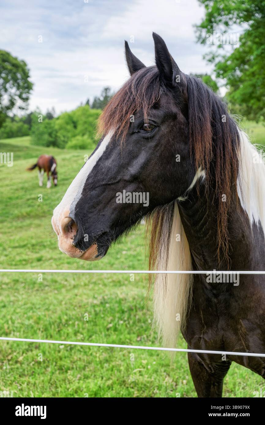 Two color horse, white and chestnut, possibly a Gypsy Vanner breed ...