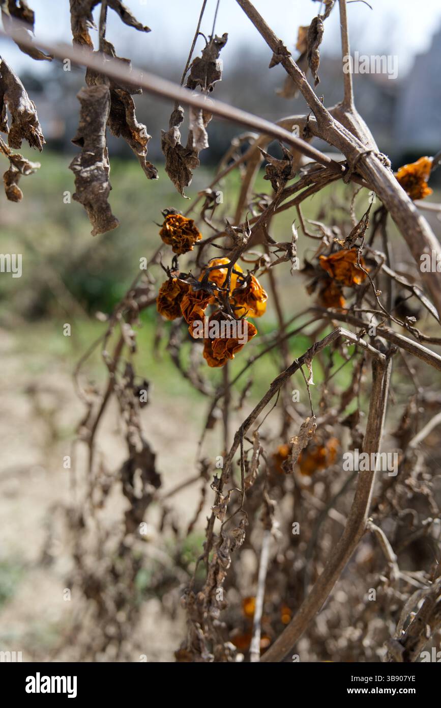Dried tomato cling to a weathered, twiggy branch, amidst faded leaves ...