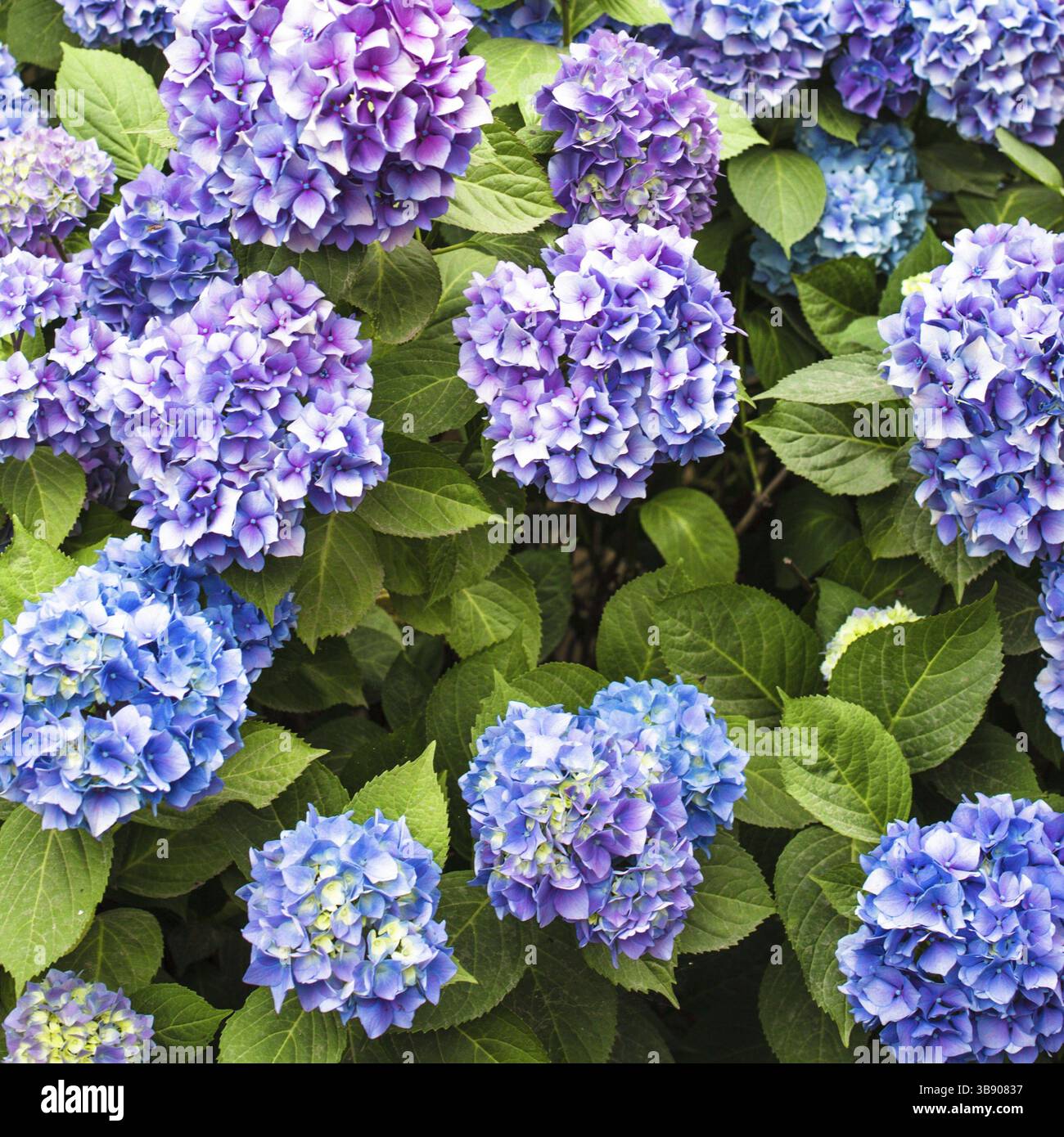 Blue hydrangea flowers on the bush in the flower garden Stock Photo - Alamy