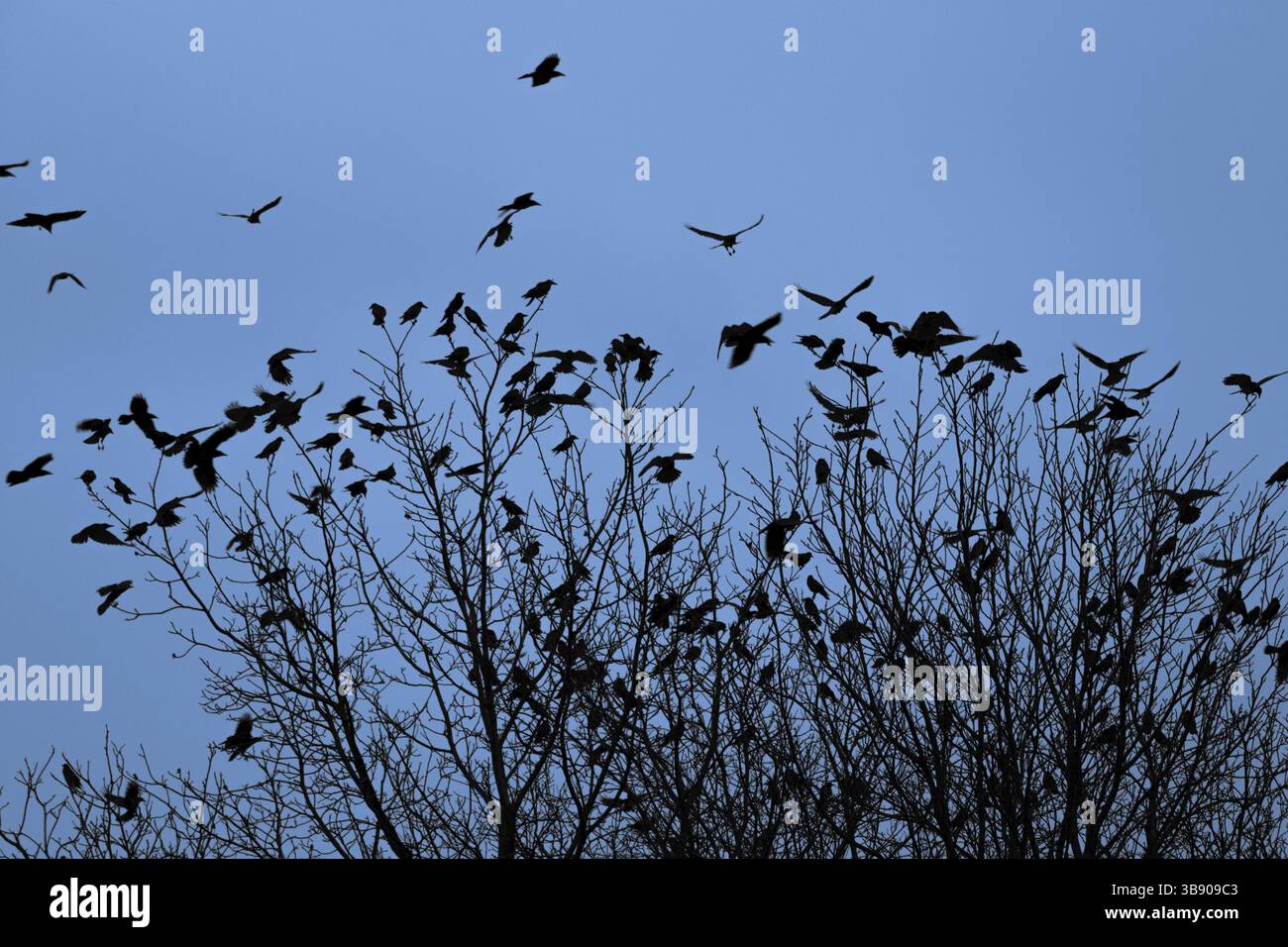 Ravens fly and sit over leafless trees Stock Photo - Alamy